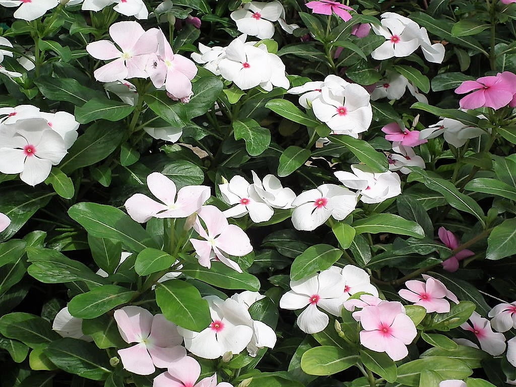 Vinca Rosea Flower