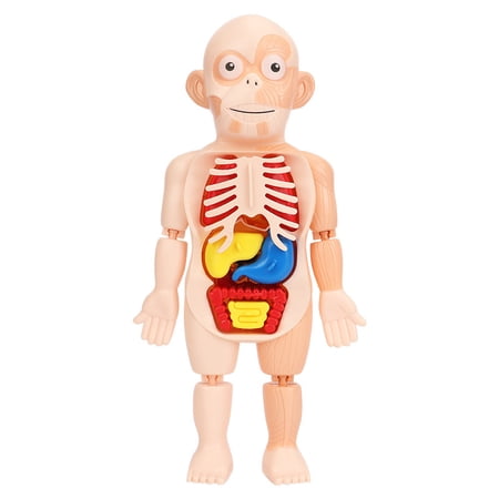 Human Torso Model Human Body Oragans Model Assembly Toy Anatomy Doll ...