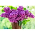 25 FRENCH / Old FASHIONED LILAC Syringa Vulgaris Flower Shrub Bush ...
