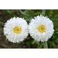 30 Double CRAZY DAISY Leucanthemum x Superbum Big 3" Frizzled White ...