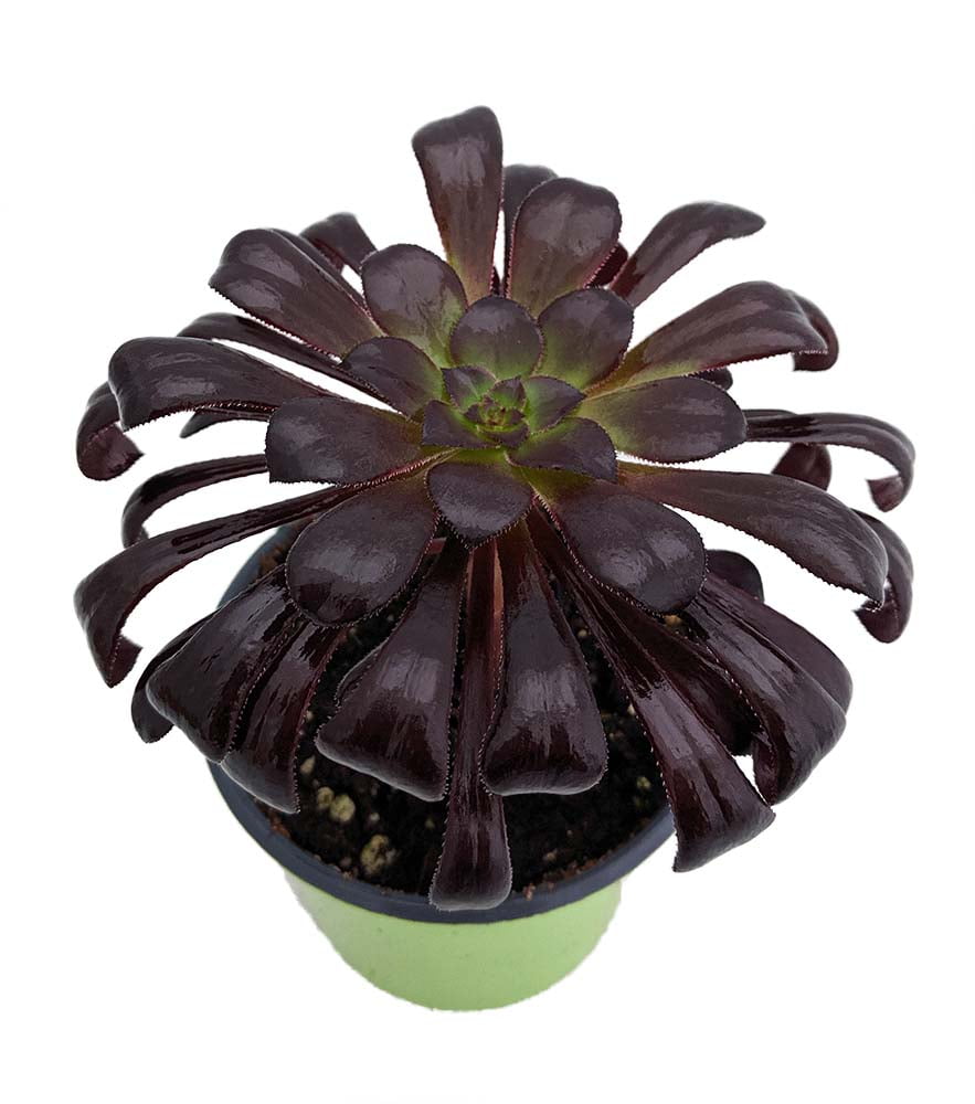 Black Rose Tree - Aeonium arboreum 'Zwartkop' -RARE- Collector's Series ...