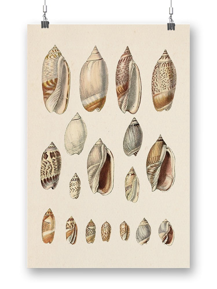 Cone Shell Display I Poster - Jennifer Goldberger Designs, - Walmart.com