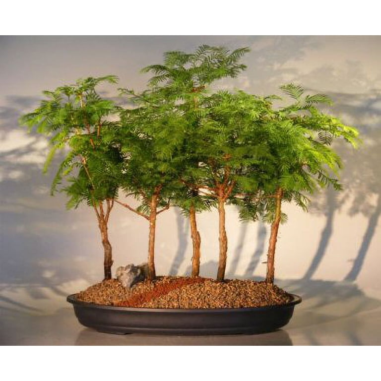 Dwarf Dawn Redwood Bonsai