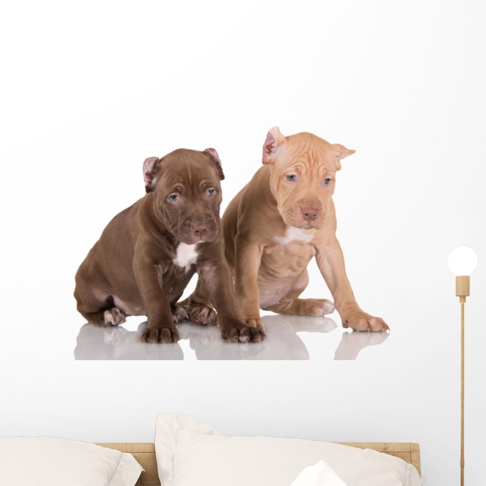 Two American Pit Bull Wall Mural by Wallmonkeys Peel and Stick Graphic ...