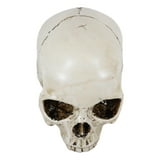 Ebros Realistic Homo Sapiens Jointed Human Half Jawless Skull Statue 7 ...