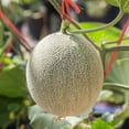 Inspire F1 Hybrid Melon Seeds - 4 Oz ~3600 Seeds - Non-GMO, F1 Hybrid ...