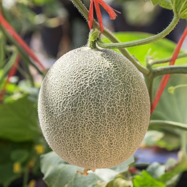Inspire F1 Hybrid Melon Seeds - 1 Lb ~14400 Seeds - Non-GMO, F1 Hybrid ...