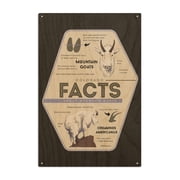 Mountain Goat Facts