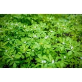 300 FENUGREEK Trigonella Foenum Graecum Herb Flower Seeds - Walmart.com