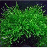 Java Moss Vesicularia Dubyana Live Aquarium Plants BUY 2 GET 1 FREE ...
