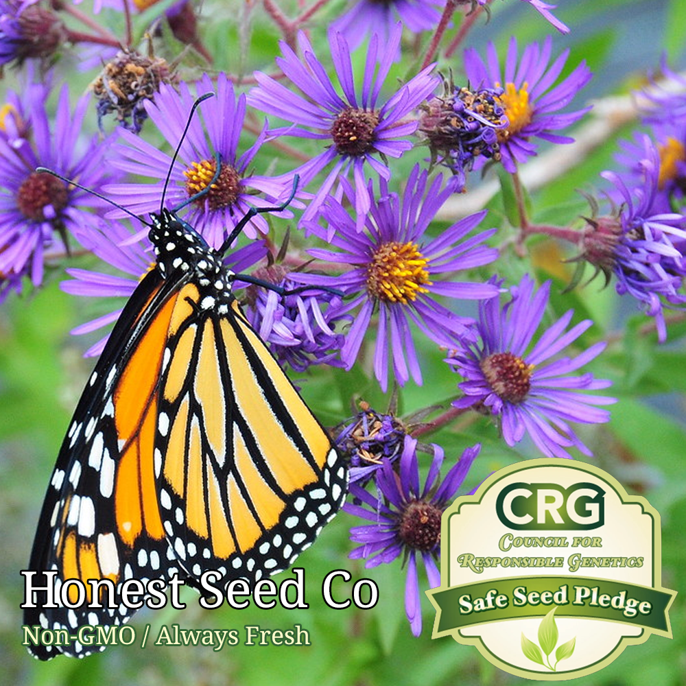 500+ New England Purple ASTER Seeds | Perennial Flowers - Attract ...