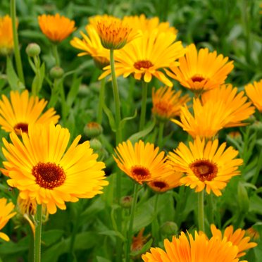 Calendula Seeds - Sunset Mix - 1/4 Pound - Orange/Yellow/Red Flower ...