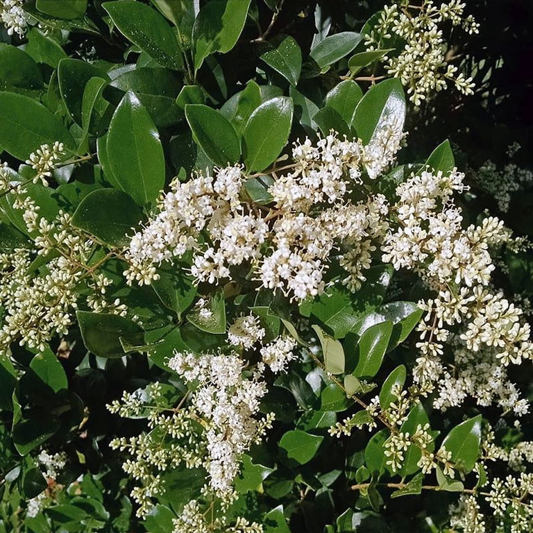 Variegated Privet Hedge