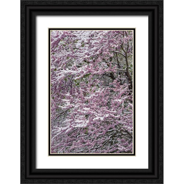 N Redbud Tree