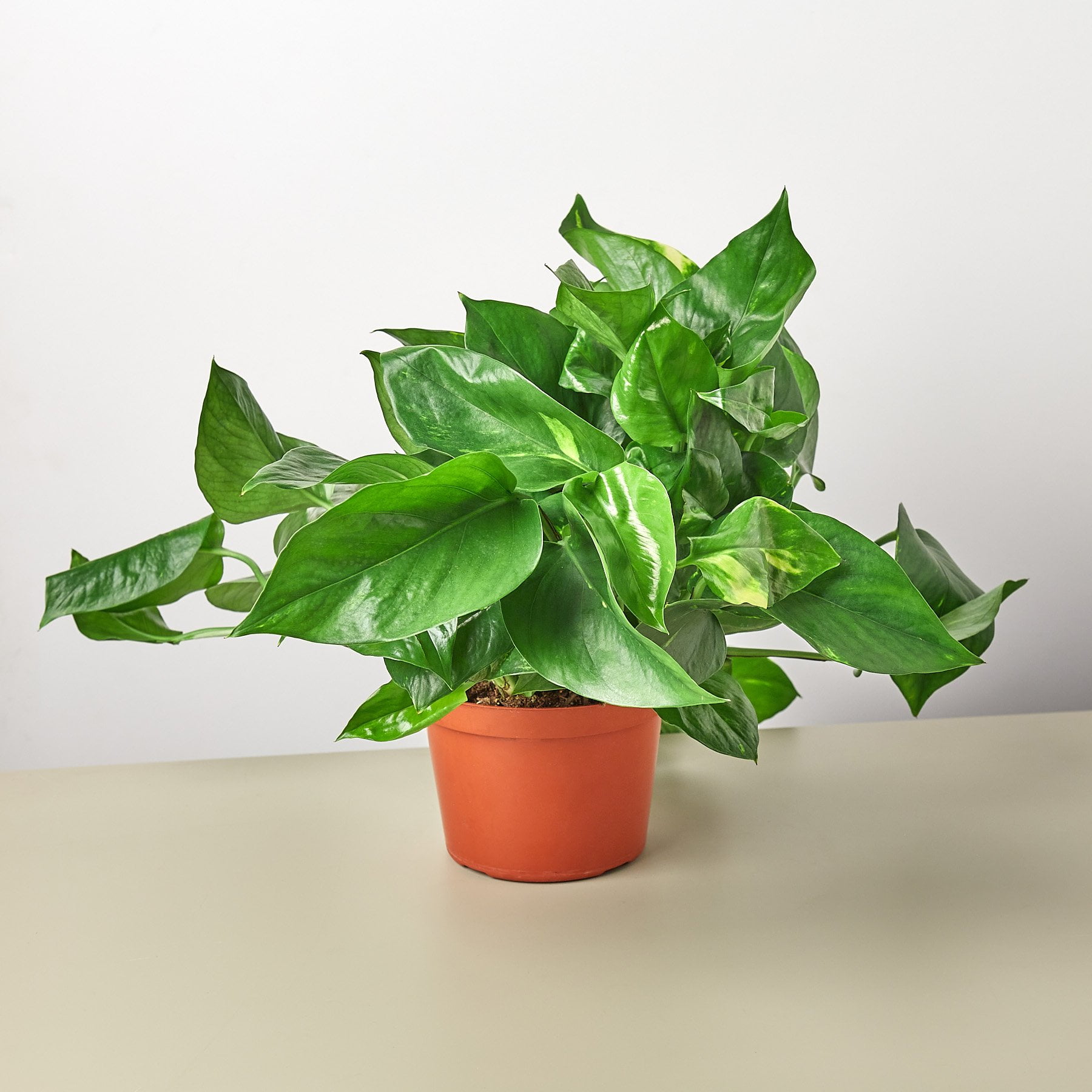 Pothos Golden - 6" Pot - Walmart.com