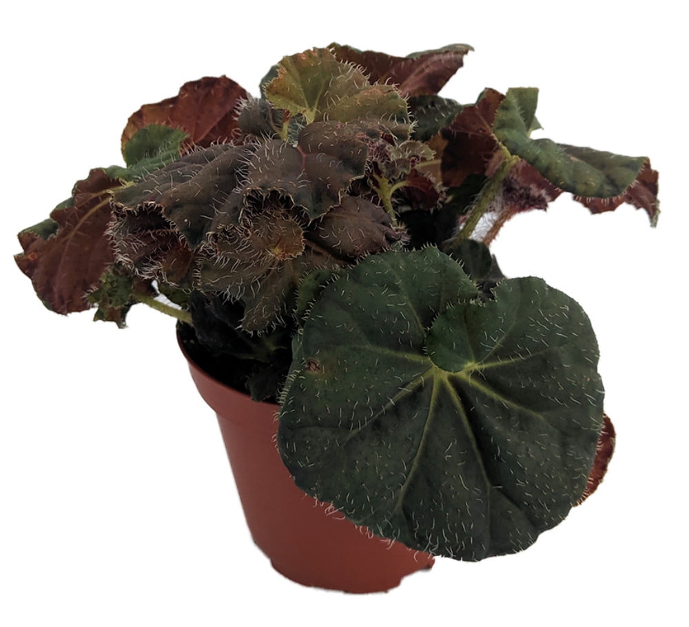 Carol Knight Begonia Plant - 3.7" Pot - Terrarium/Fairy Garden ...