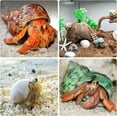 GIXUSIL 12Pcs Hermit Crab Shells | Natural Sea Conch Size 1.6"-3.2 ...