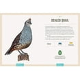 Celebrating Birds: An Interactive Field Guide Featuring Art from ...