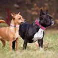 AZUZAOHA Reflective Neoprene Padded Dog Collars, Adjustable, 2 Pack ...