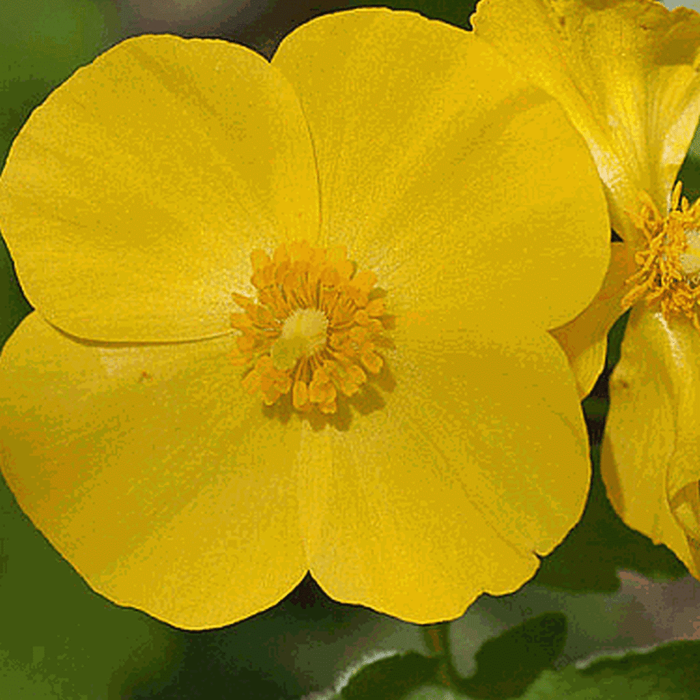 Everwilde Farms - 1 Lb Celandine Poppy Native Wildflower Seeds - Gold ...