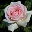 Dee-Lish® Hybrid Tea Rose by Heirloom Roses - Live Fragrant Rose Bush ...