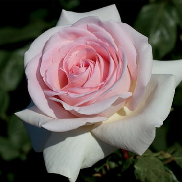Ebb Tide‚Ñ¢ Floribunda Rose Bush - Heirloom Roses Purple Rose, Double ...
