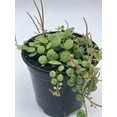 String of Turtles, Peperomia prostrata, Vining Plant, Live in a 4 inch Pot by BubbleBlooms ...