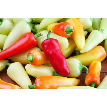 Pepper, Poblano Pepper seeds, NON GMO, 200 seeds per pack, mild chili ...