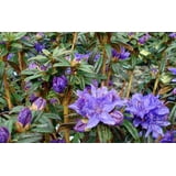 Blue Baron Rhododendron - Very Hardy - Spectacular - 4" Pot - Walmart.com