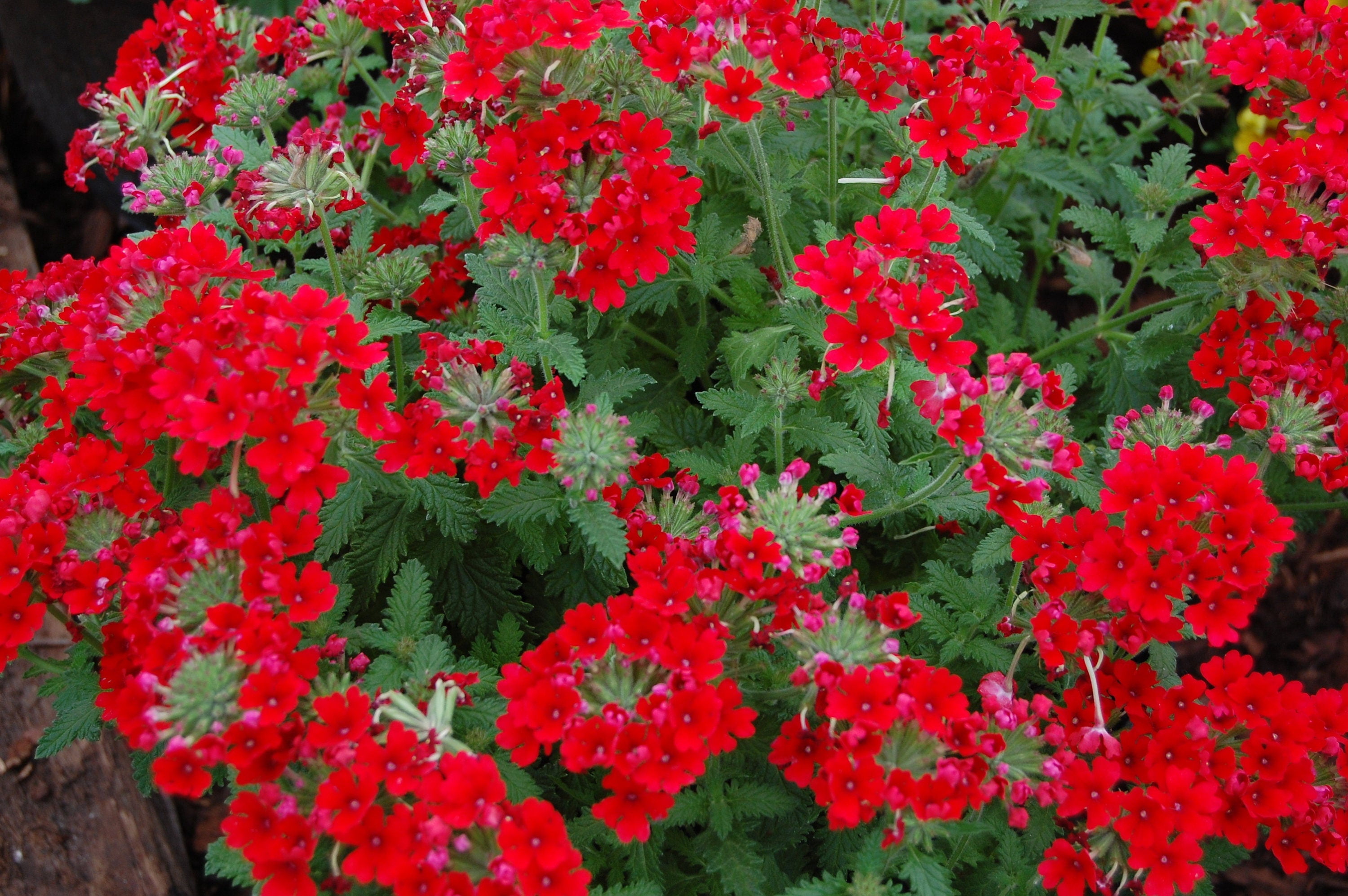 50 SCARLET VERBENA Red Nana Compacta Fragrant Flower Seeds - Walmart.com