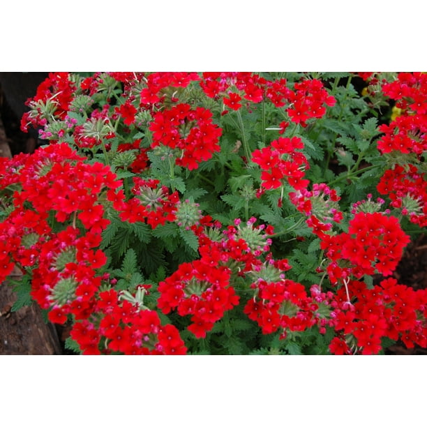 50 SCARLET VERBENA Red Nana Compacta Fragrant Flower Seeds - Walmart.com
