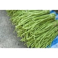 10 Yard Long Bean Seeds - Asian Vegetable Long Bean String Bean ...