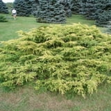 Gold Star Juniper 2 Live Gallon Size Plants Juniperus Chinensis Perfect ...