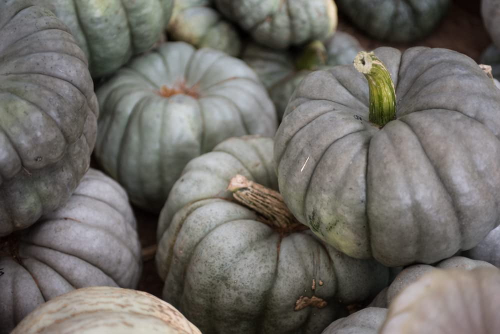 Queensland Blue Pumpkin Seeds | 10 Seeds Packet | Easy to Grow ...