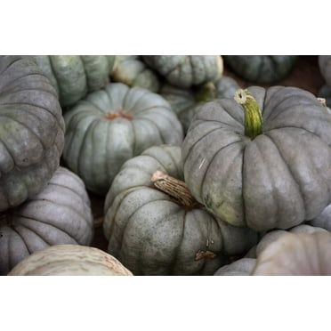 Exotic Black Pumpkin Seeds | 20 Seeds Packet | Grow Stunning Black Kat ...