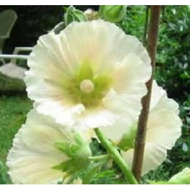 50 Mixed Colors HOLLYHOCK COUNTRY ROMANCE Mix Alcea Rosea Flower Seeds ...