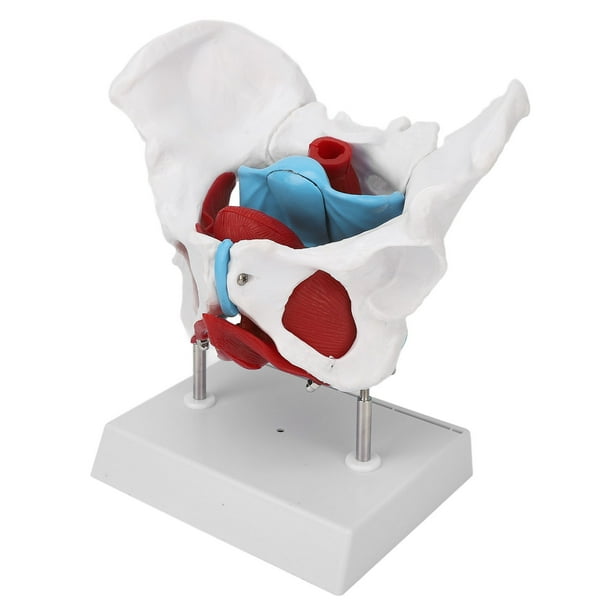 Pelvic Floor Anatomy Model,Pelvic Floor Anatomy Model Female Pelvic ...