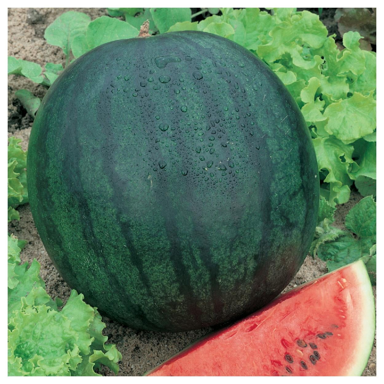 Sugar Baby Watermelon Seedlings