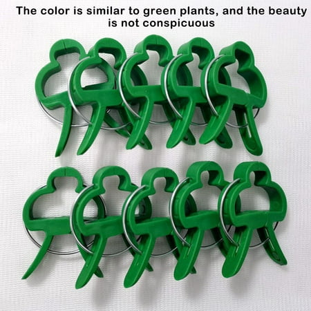 ziyahi 50 Pieces Home Garden Plant Agriculture Grafting Cucumber ...