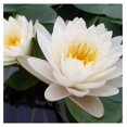 Water Lily Tubers 3 Pack - Live Aquarium Plants, Pond Plants - Nymphaea ...