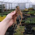 Cold Hardy Perennial - Dark Midnight Blue Hostas - Low Maintenance ...