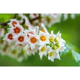 5 Cold Hardy Yellowhorn Tree Seeds - Xanthoceras Sorbifolium ...