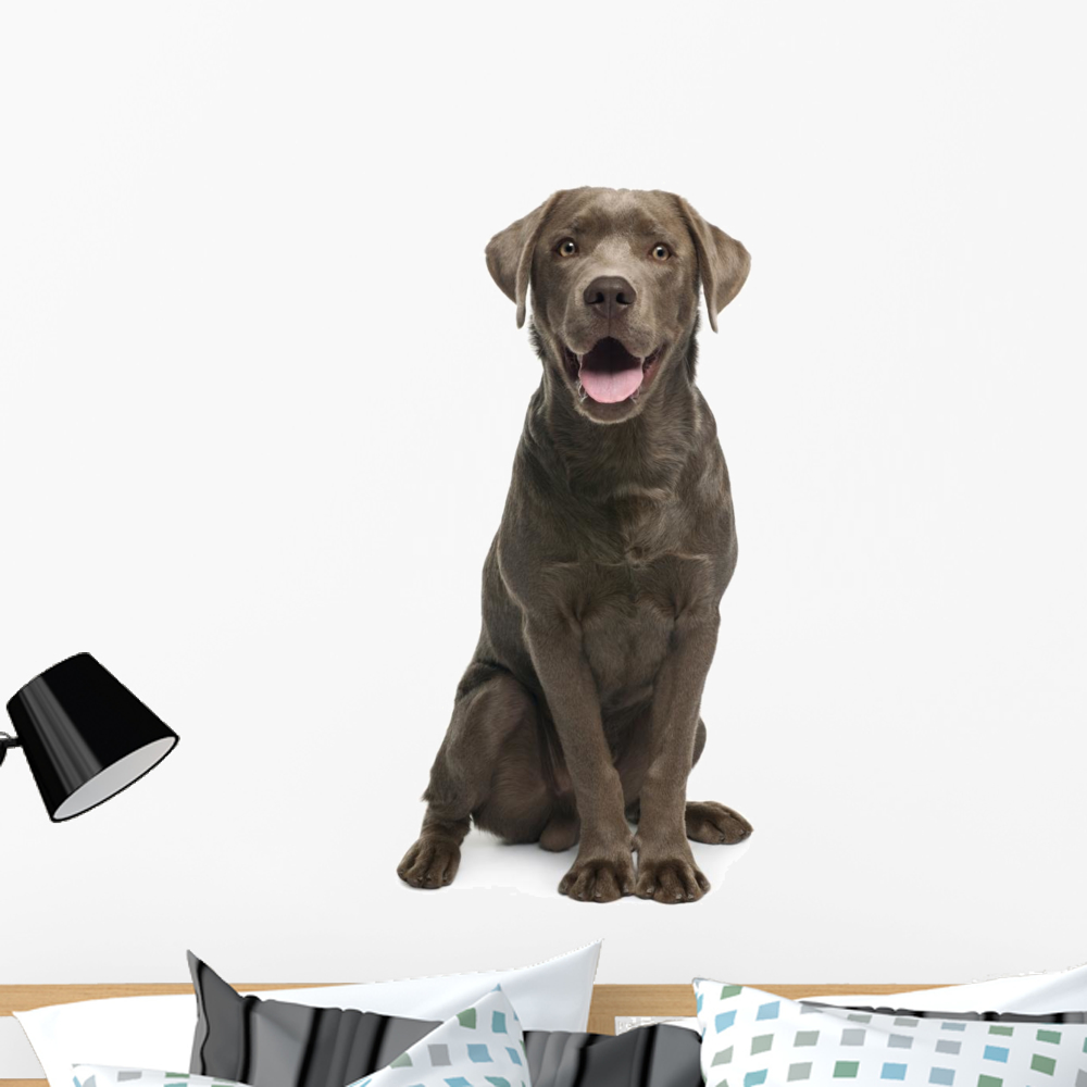 Labrador Retriever 7 Months Wall Decal by Wallmonkeys Peel and Stick ...