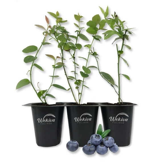 3 Reka Blueberry Plants in a 3.5"---Ready For Planting!!! - Walmart.com