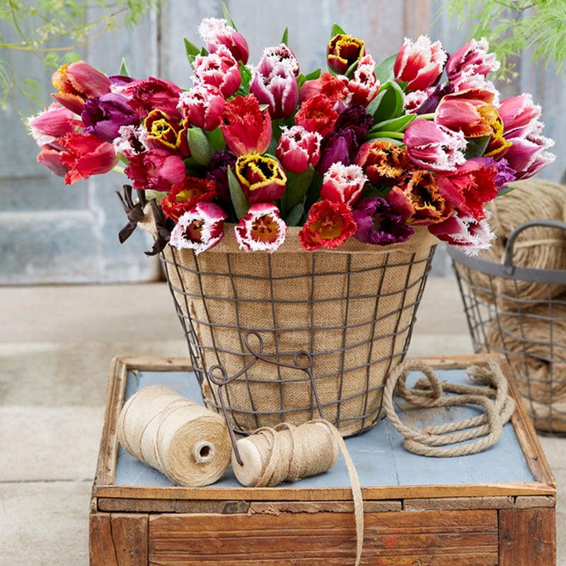 Tulip Bulbs - Fringed Mix - 10 Bulbs - Mixed Flower Bulbs, Bulb ...