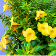 Set 2 Dwarf Allamanda Plants Live for Planting, Allamanda Compacta ...