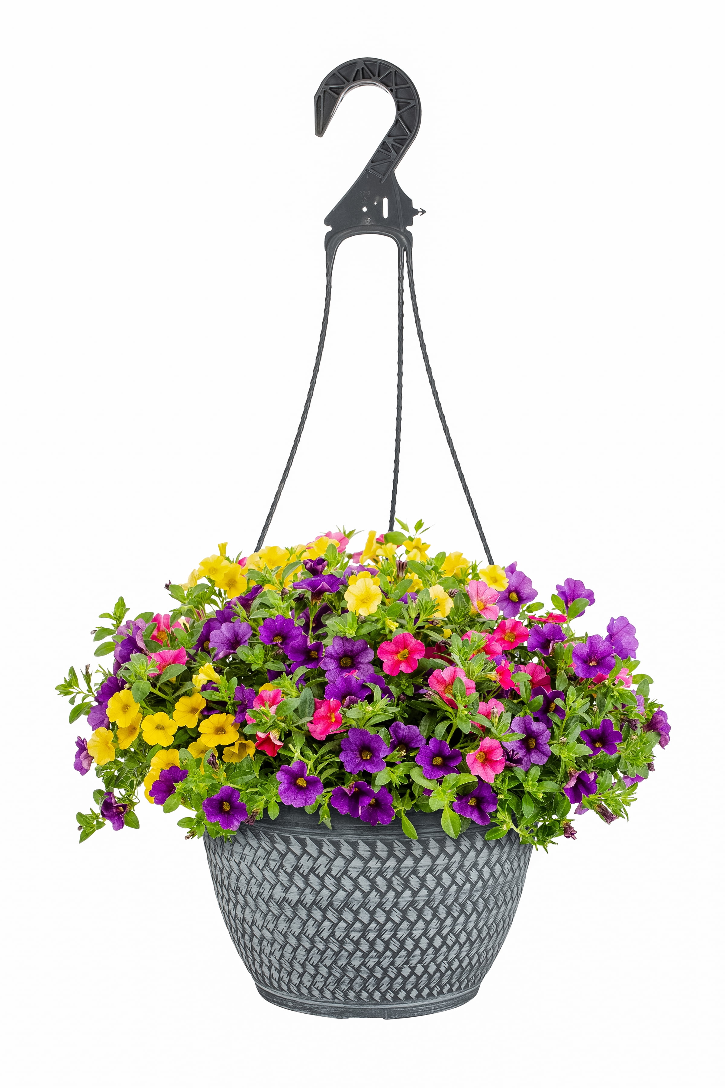 Better Homes & Gardens 2G Multicolor Geranium Mix Live Plants with ...