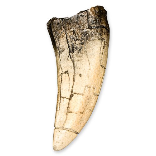 Tyrannosaurus Rex Dinosaur Tooth (5 in) (Recreation) - Walmart.com