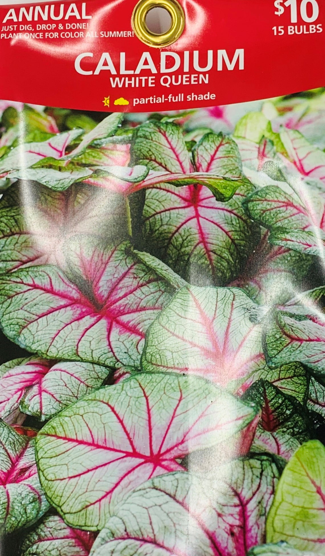 Van Zyverden - Caladium White Queen - Dormant Bulb – BrickSeek