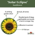 Burpee Solar Eclipse Sunflower Flower Seed, 1-Pack - Walmart.com